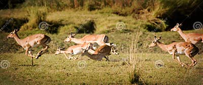 Running for safety stock photo. Image of falling, flight - 1304622