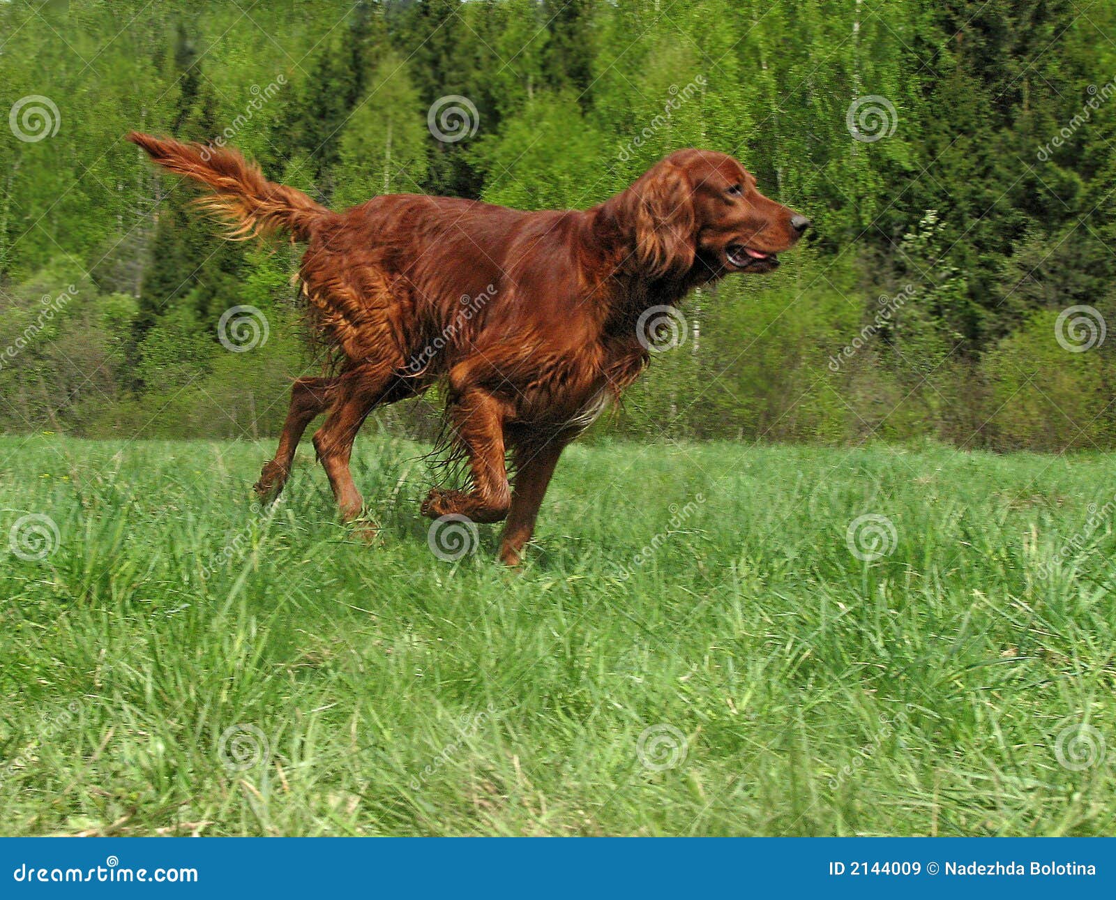Running setter stock image. Image of hound, devotion, green - 2144009