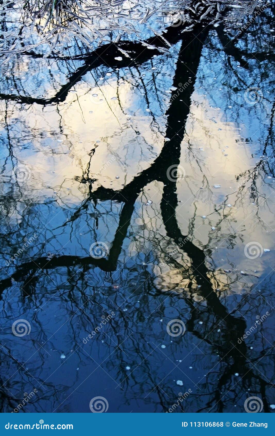 Running Shape Tree Shadows on the Water Stock Photo - Image of shadows ...