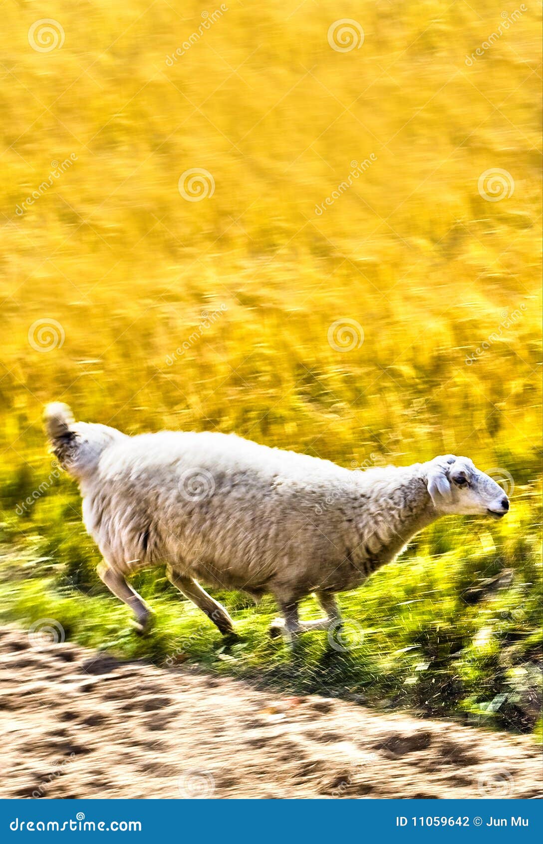 Running sheep stock photo. Image of grass, agriculture - 11059642
