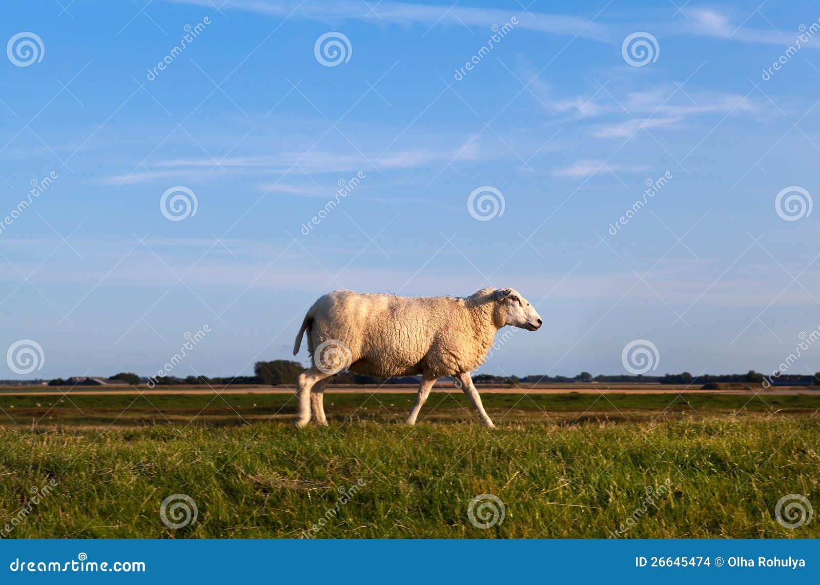 Running sheep stock photo. Image of blue, holland, dutch - 26645474