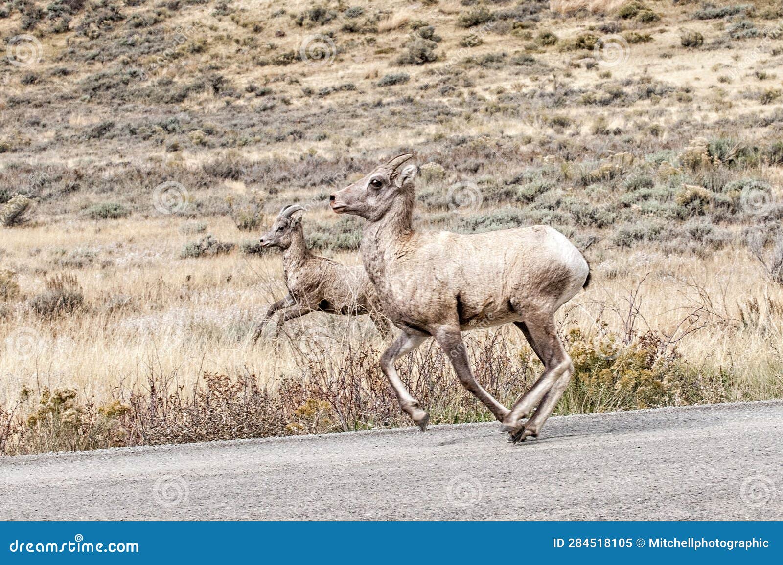Bighorn Sheep Running Along Road Stock Image - Image of landscape ...