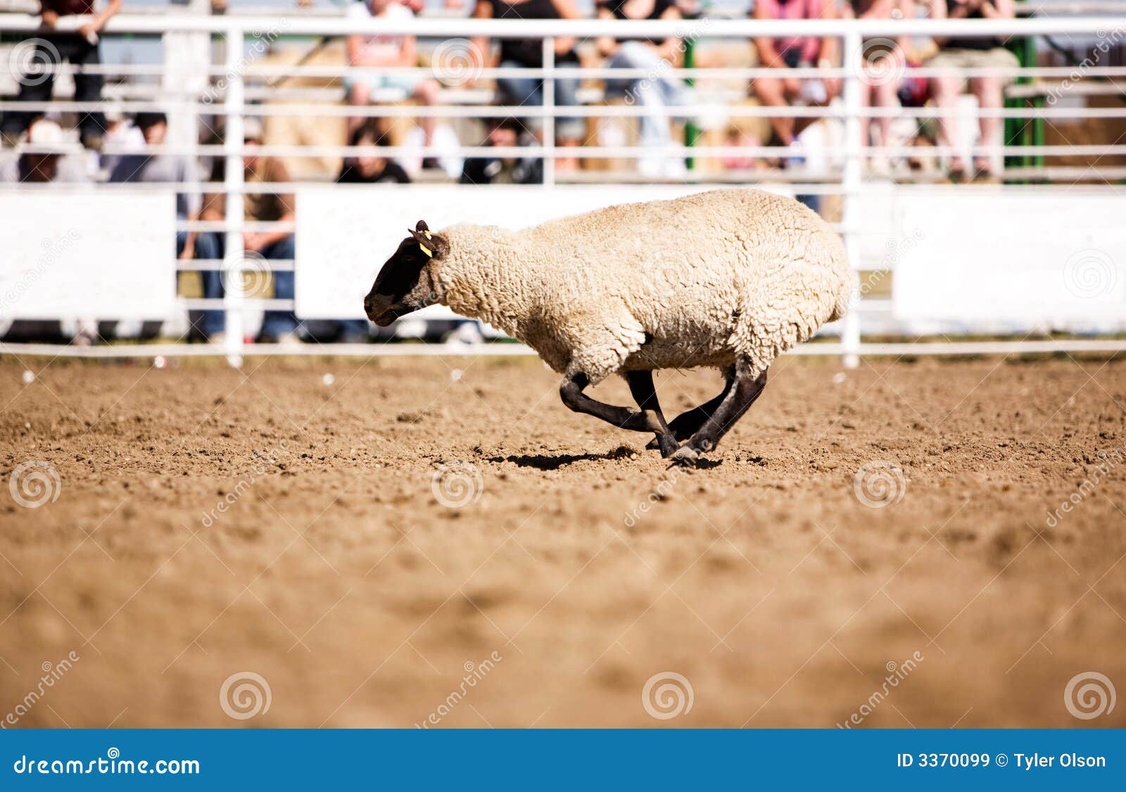 Running Sheep stock image. Image of stampede, lamb, running - 3370099