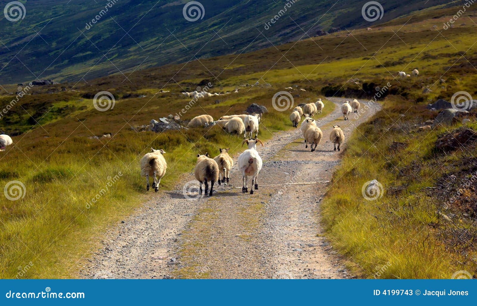 Sheep At Run Down Farm Royalty-Free Stock Photography | CartoonDealer ...