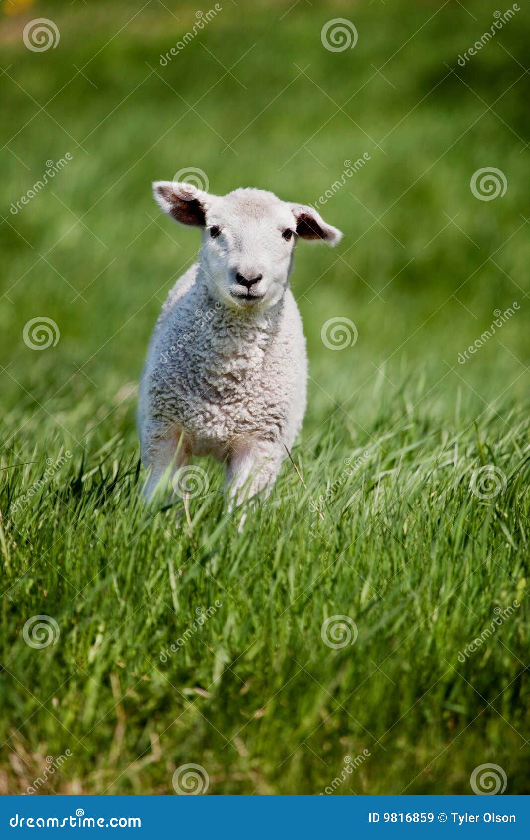 Running Sheep stock image. Image of green, countryside - 9816859