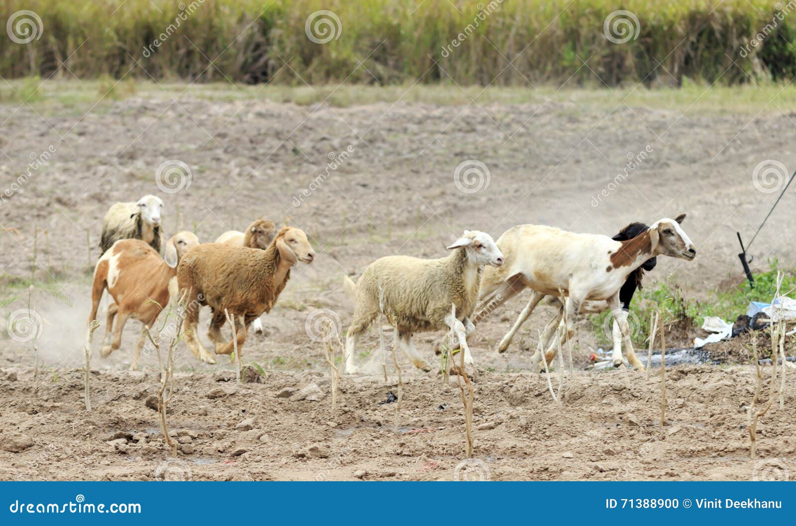 Running sheep stock photo. Image of agribusiness, herd - 71388900