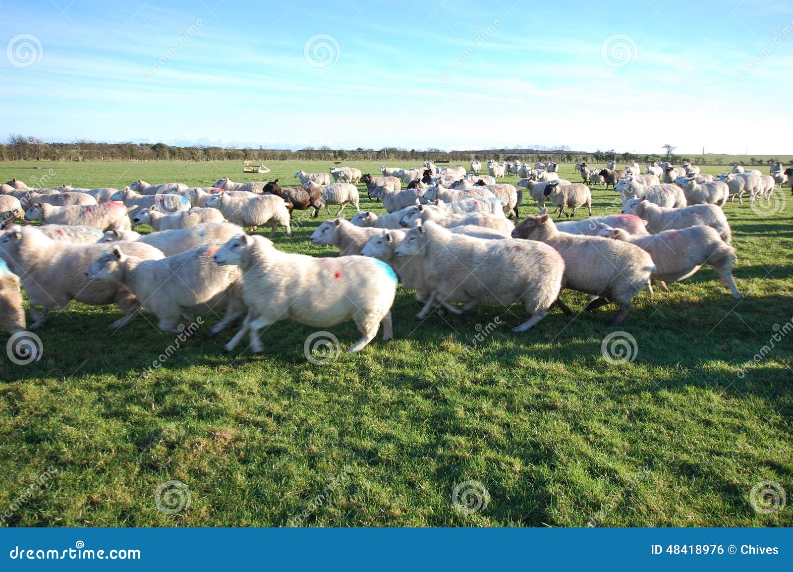Running sheep stock photo. Image of sunshine, field, running - 48418976