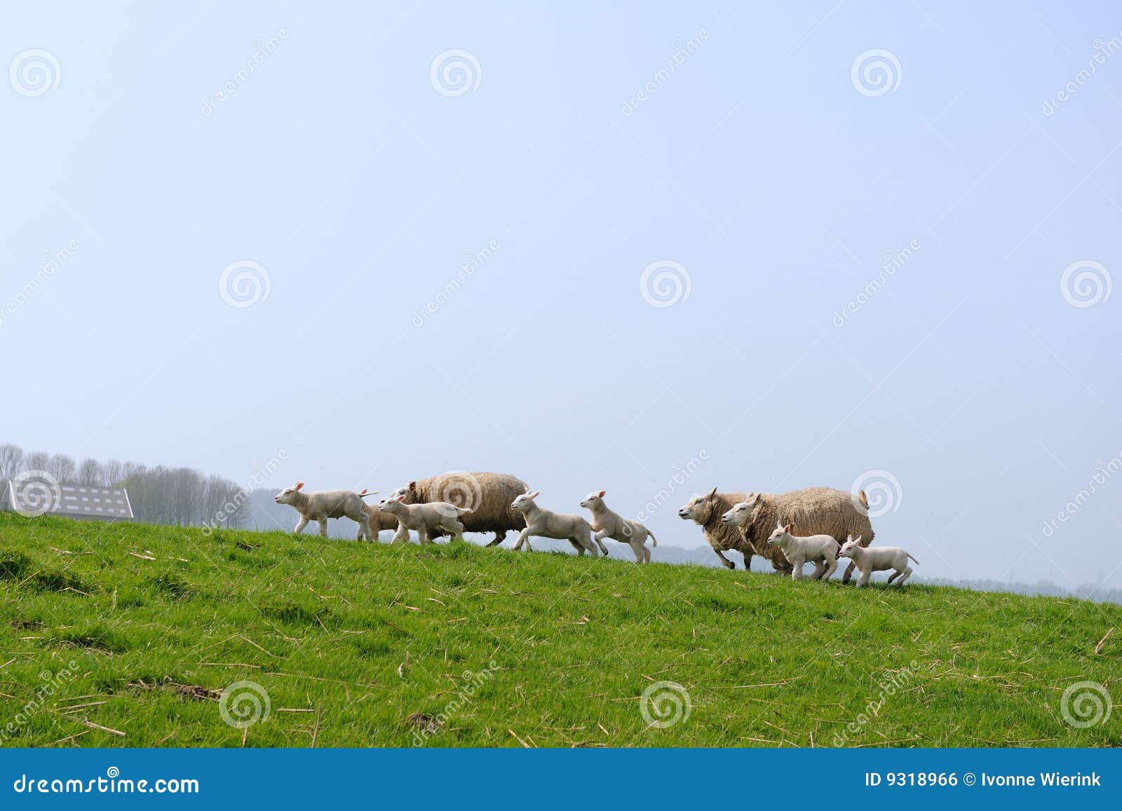 Running sheep and lambs stock photo. Image of netherlands - 9318966