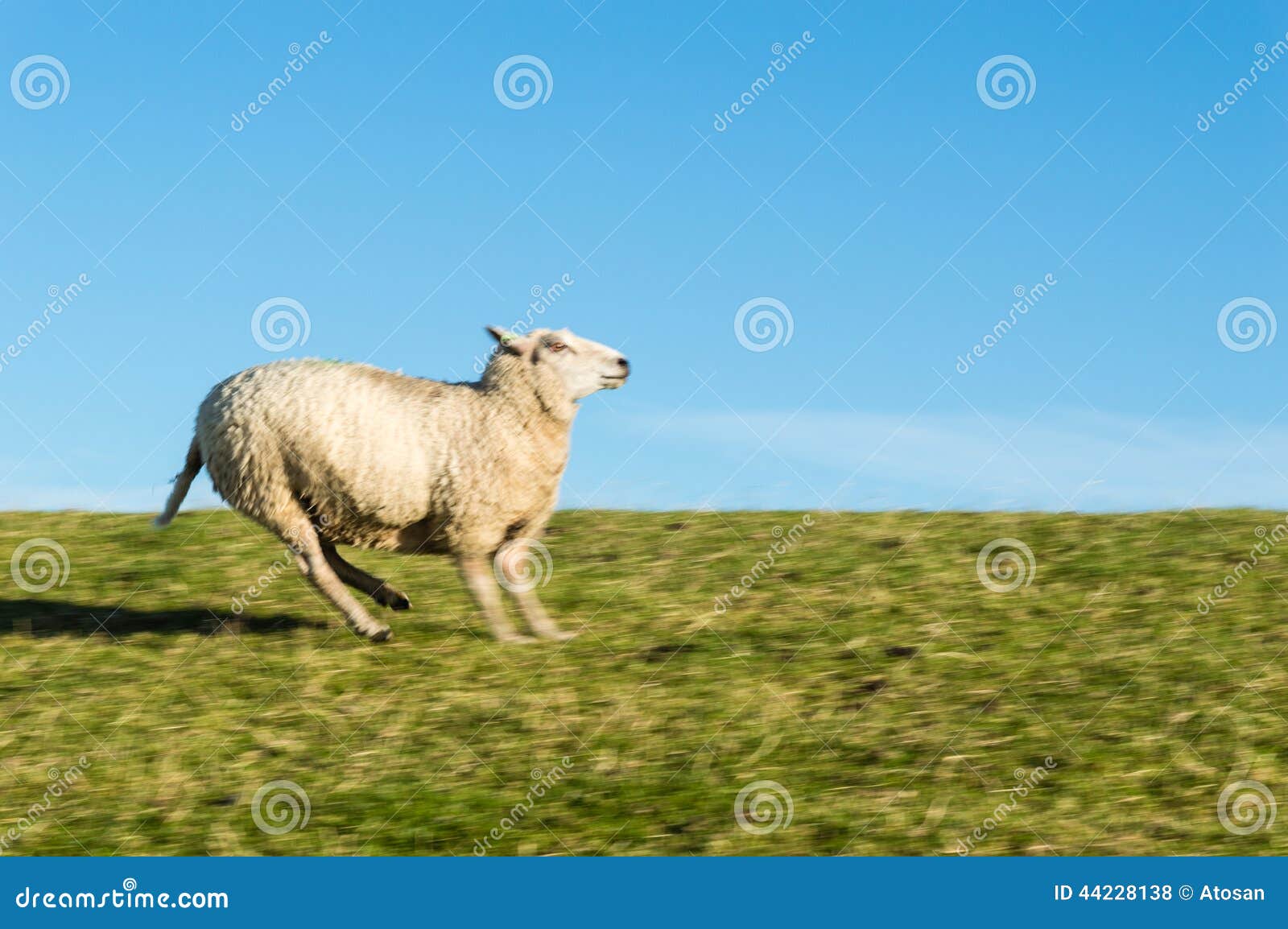 Running Sheep stock photo. Image of sheep, cute, grass - 44228138