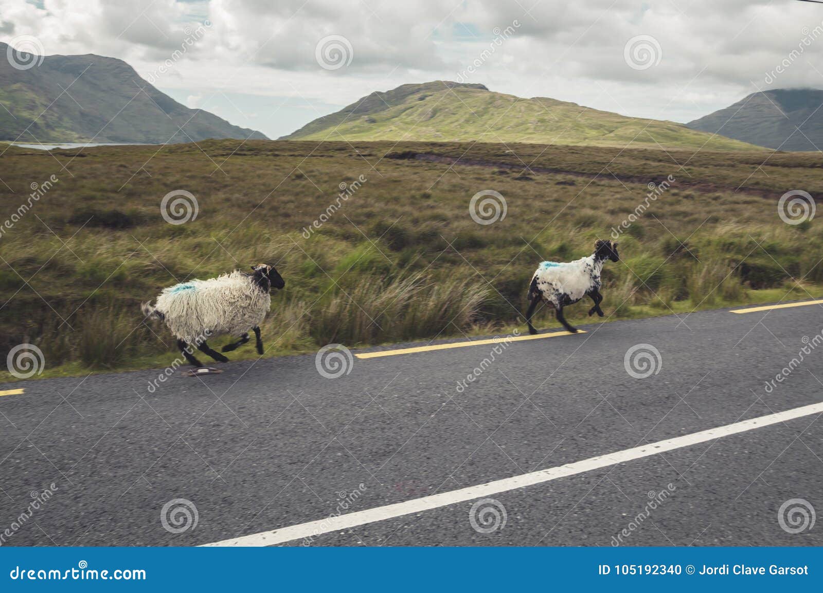 Running sheep stock photo. Image of adventure, mountains - 105192340