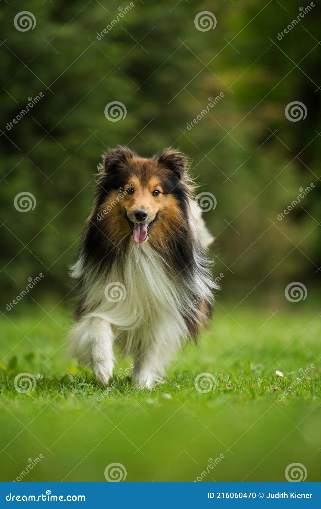 Running Sheltie Dog in a Meadow Stock Photo - Image of looking, sheltie ...