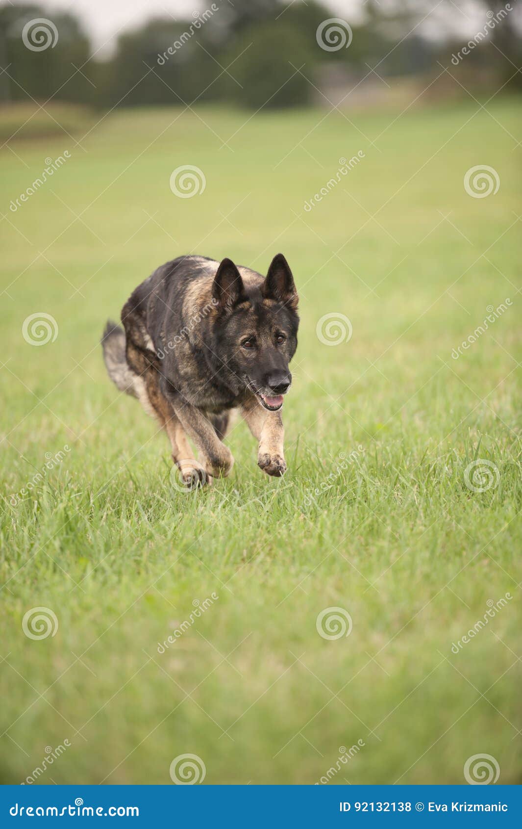Running shepherd stock photo. Image of mammal, cheerfull - 92132138