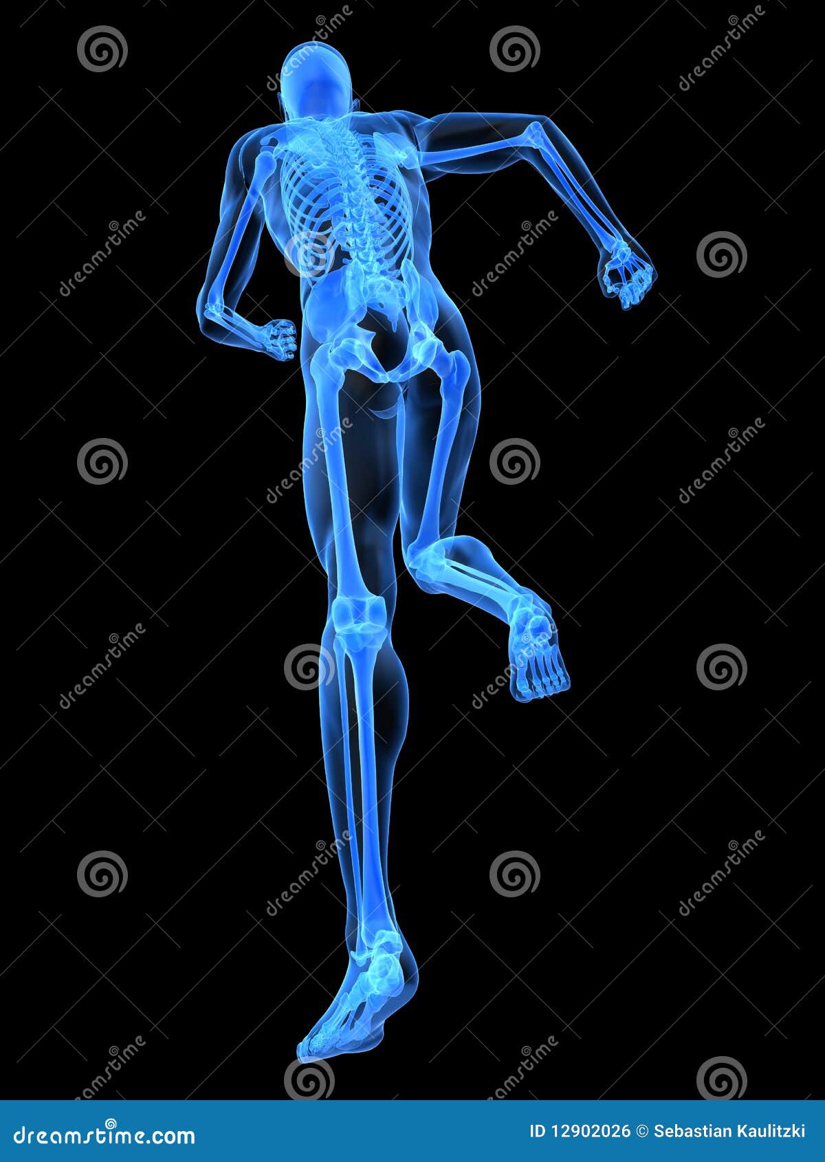 Running Skeleton - Vascular System Stock Illustration | CartoonDealer ...