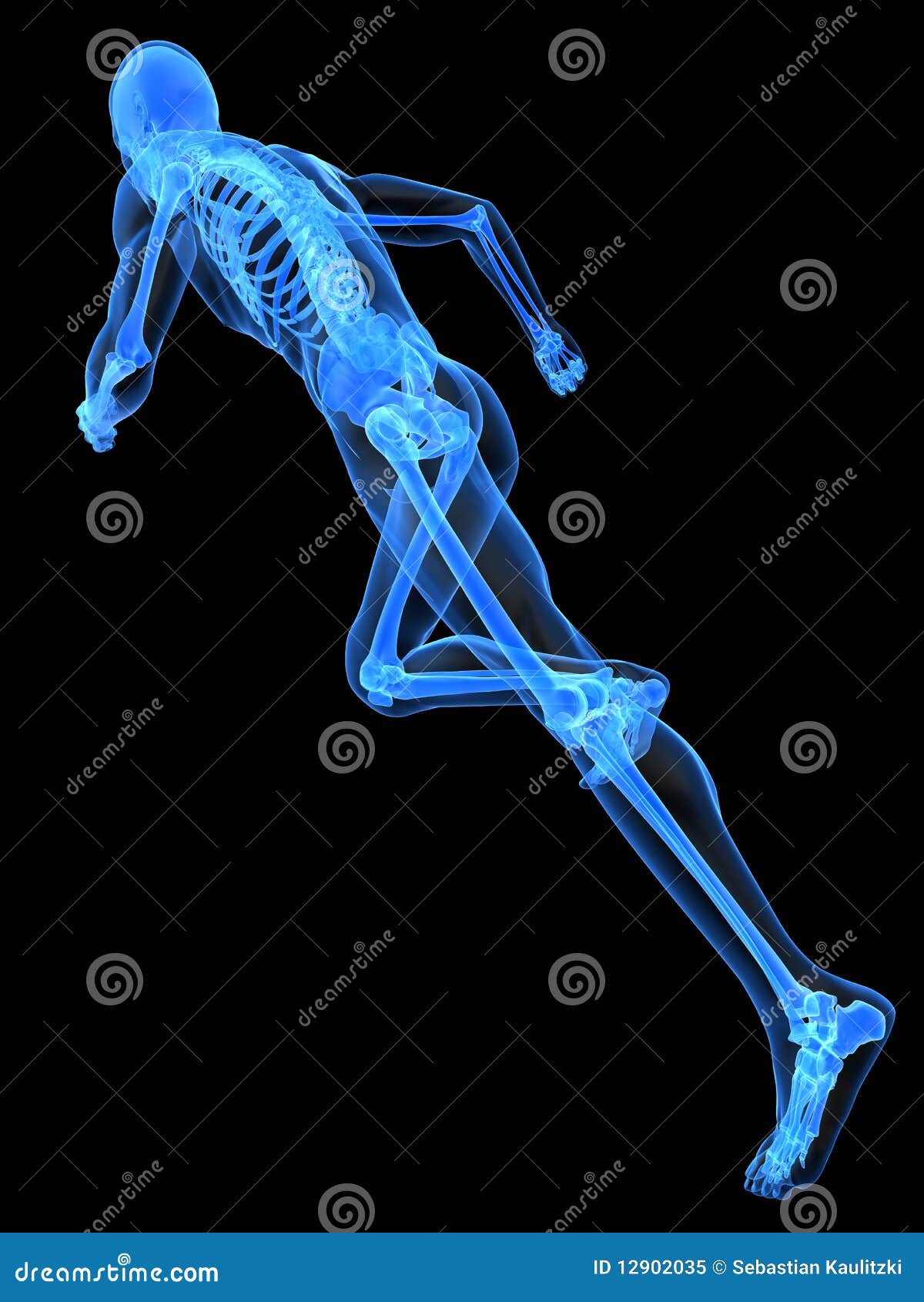 Running skeleton stock illustration. Illustration of runner - 12902035