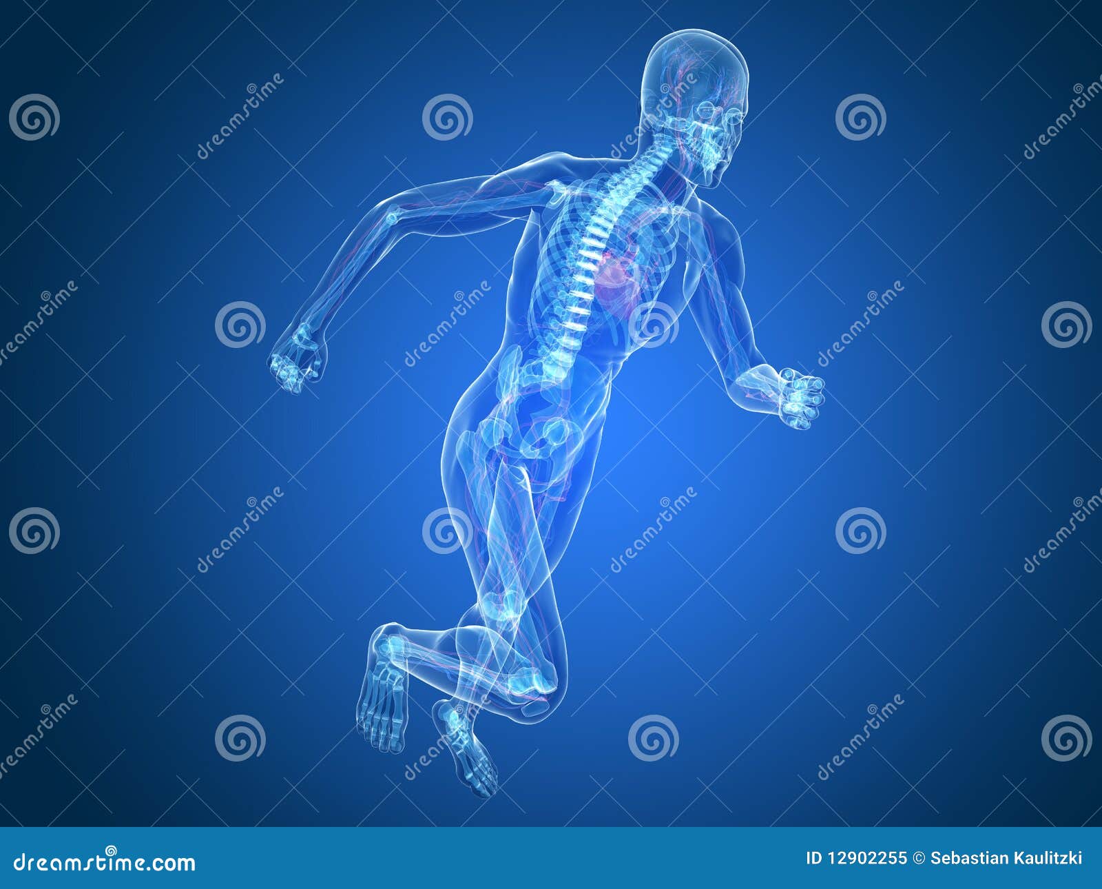 Running skeleton stock illustration. Illustration of science - 12902255