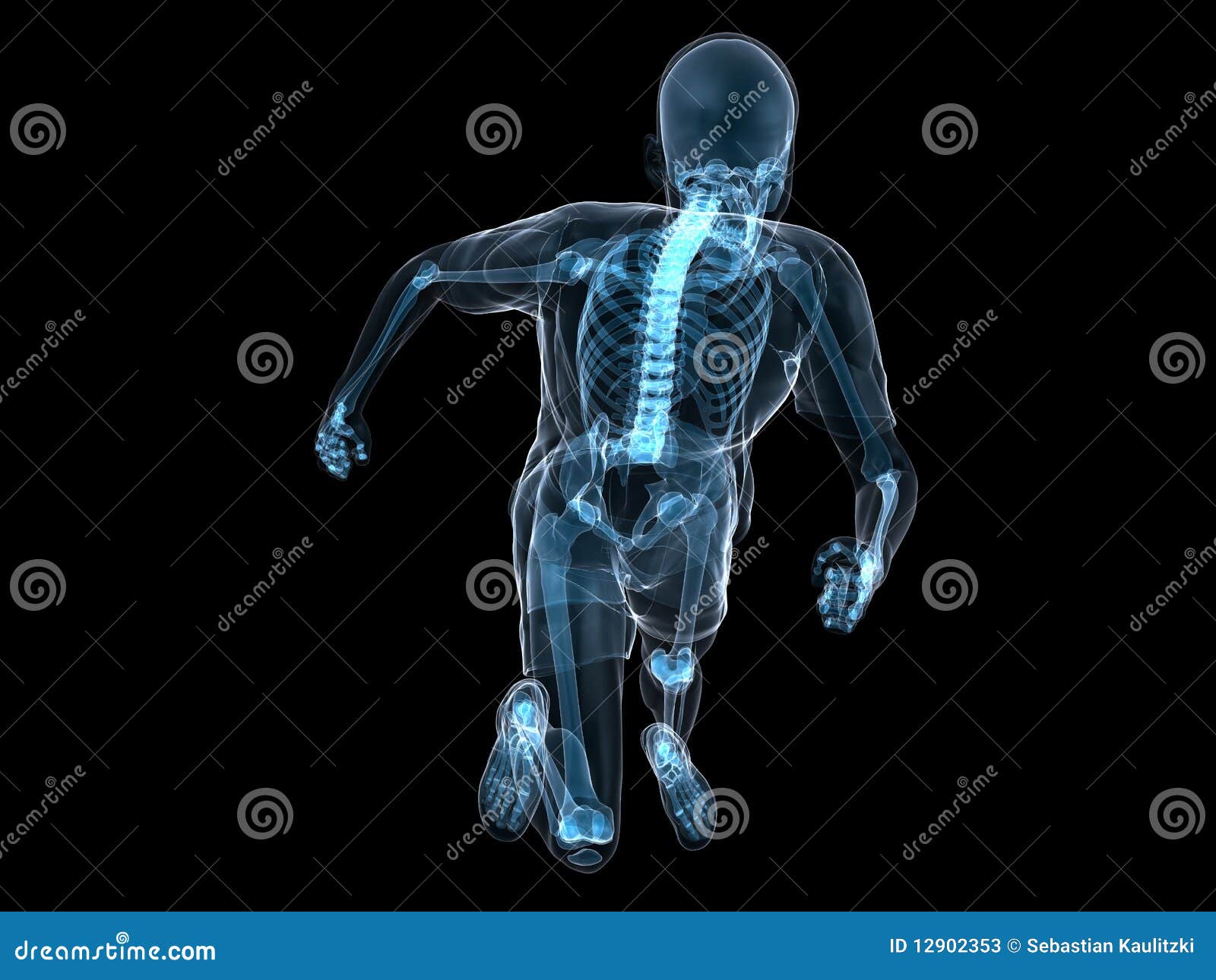 Running Skeleton - Vascular System Stock Illustration | CartoonDealer ...