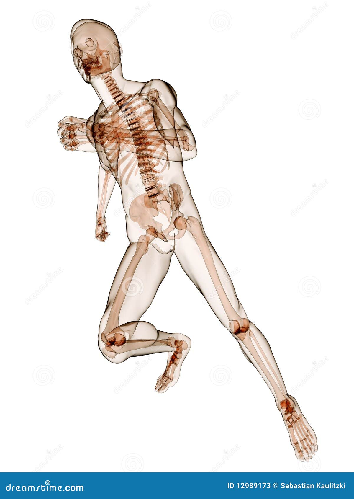Running Skeleton Stock Illustration | CartoonDealer.com #12902263
