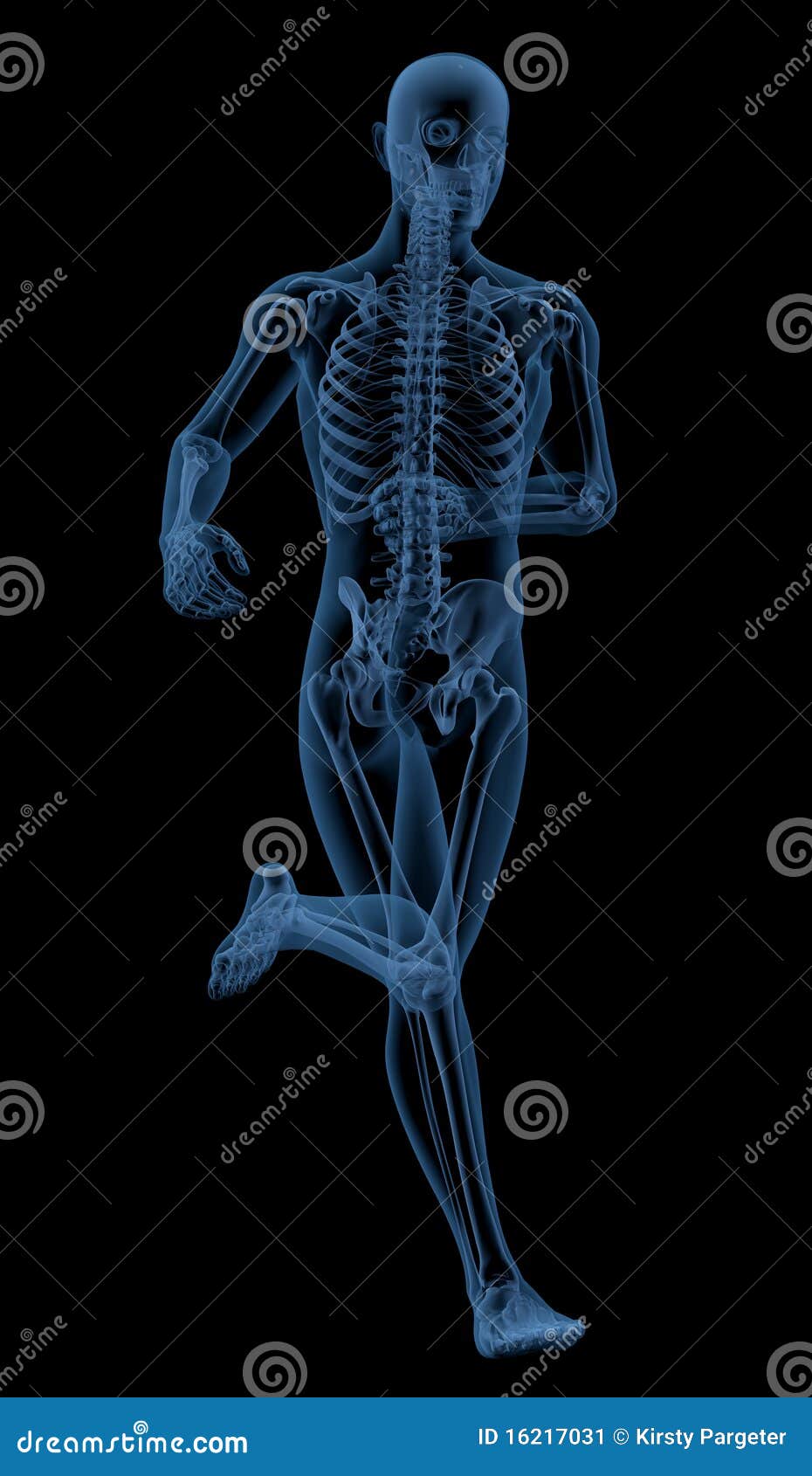 Running skeleton stock illustration. Illustration of male - 16217031