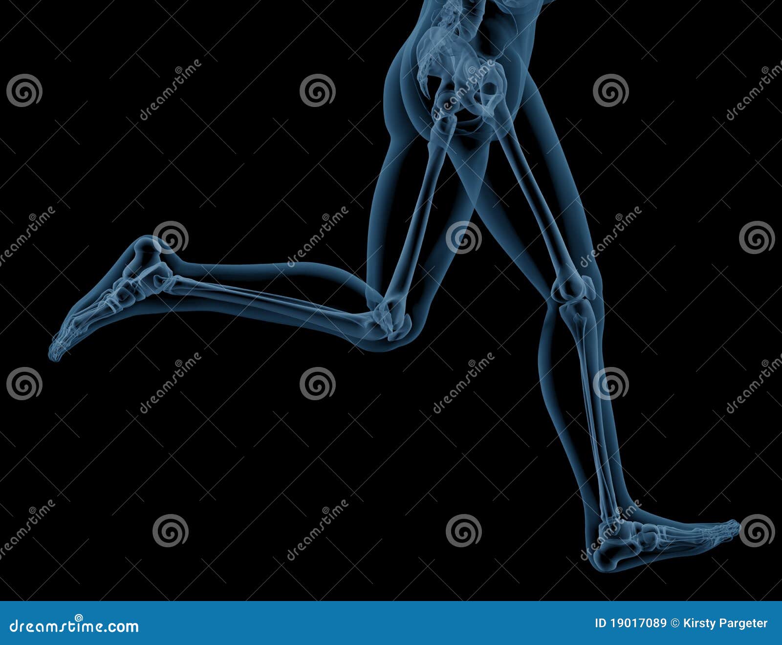 Running skeleton stock illustration. Illustration of bones - 19017089