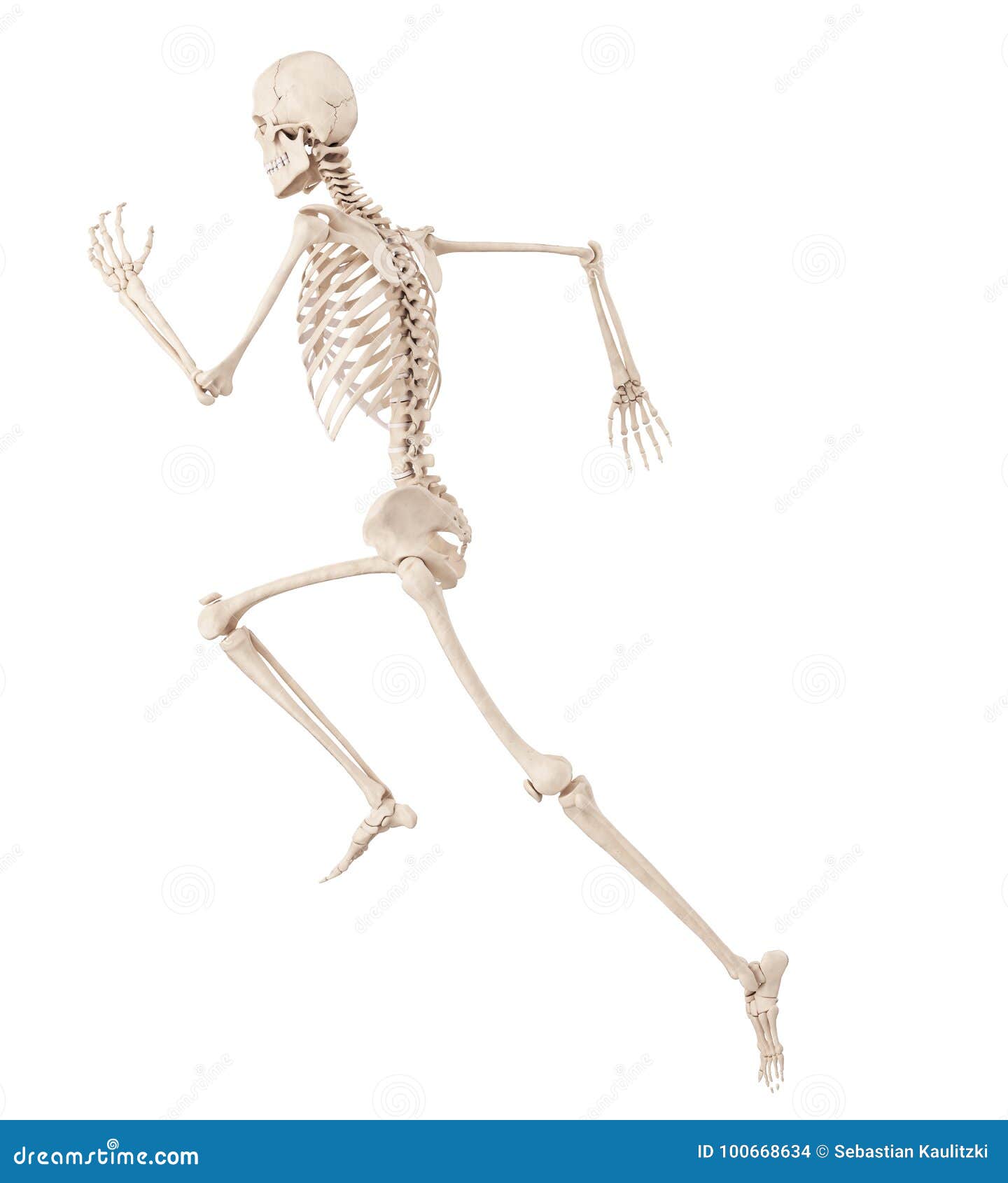 A running skeleton stock illustration. Illustration of workout - 100668634