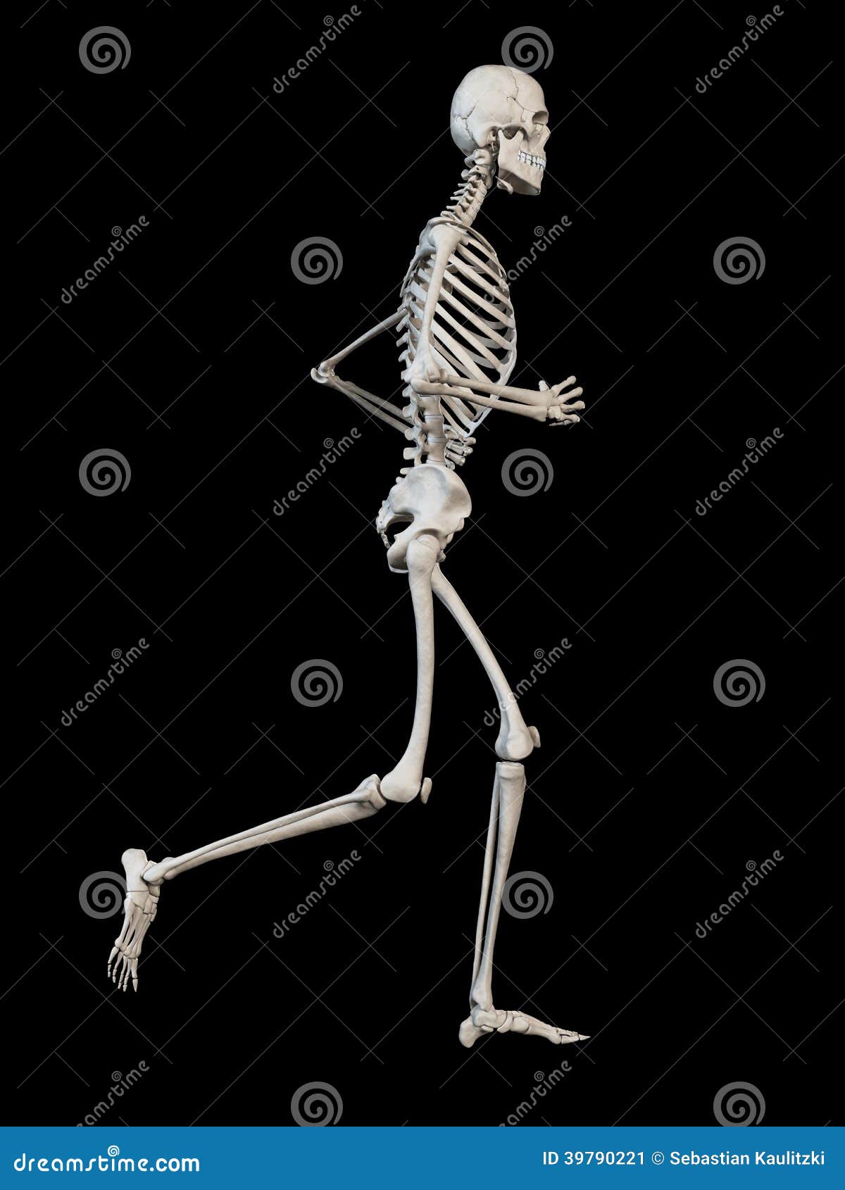 Running Skeleton Stock Illustration | CartoonDealer.com #12902263