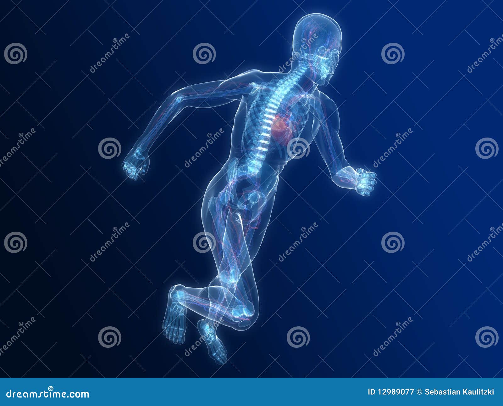 Running Man - Vascular System Royalty-Free Cartoon | CartoonDealer.com ...