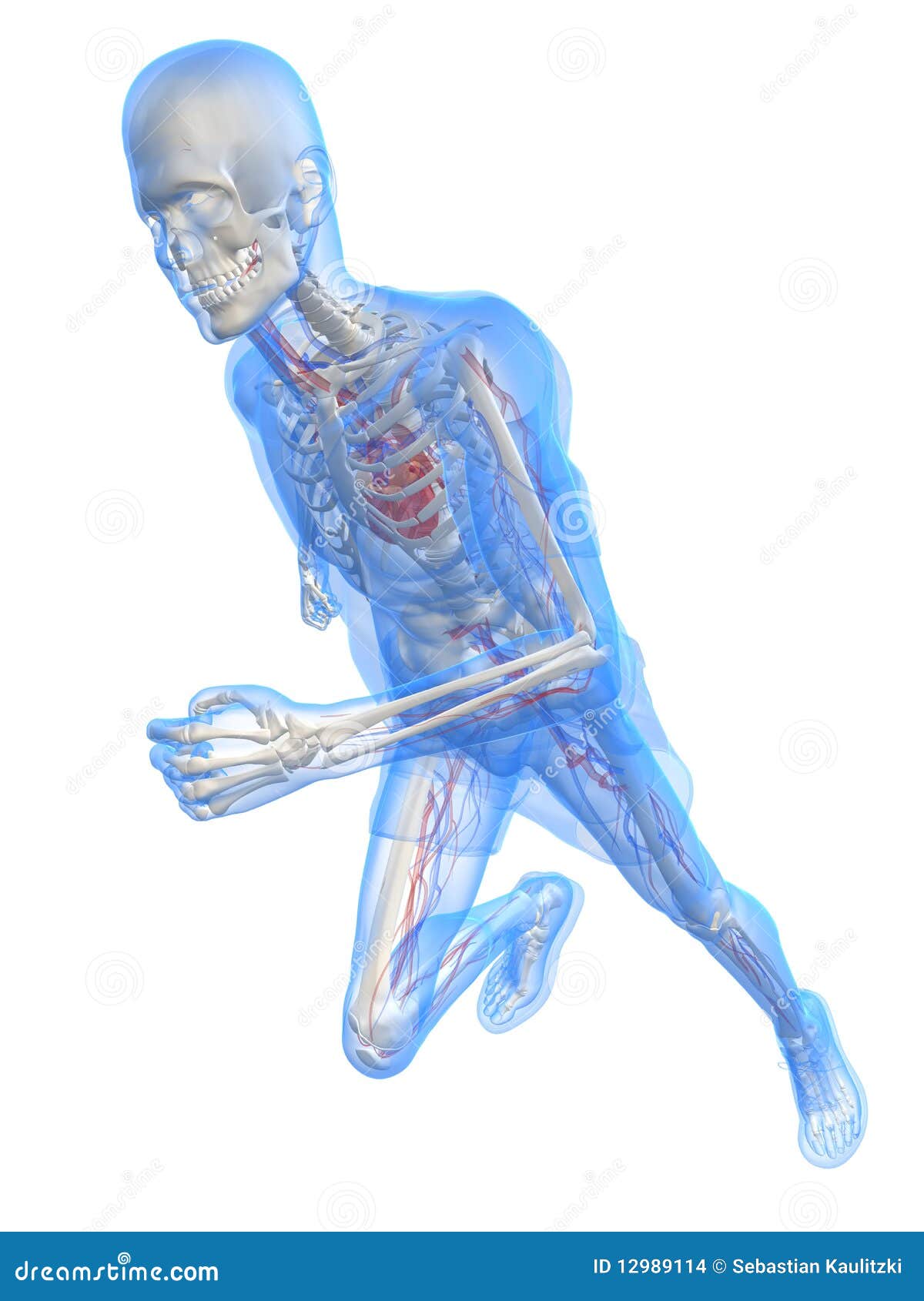 Running Skeleton - Vascular Stock Illustration - Illustration of ...