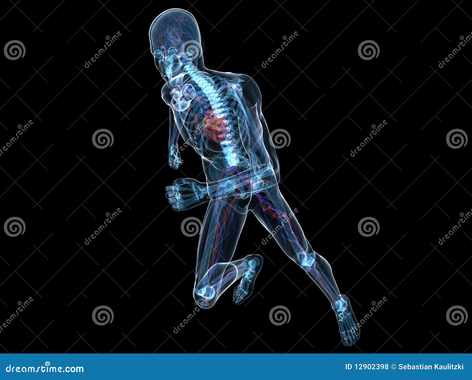 Running Skeleton - Vascular System Stock Illustration - Illustration of ...
