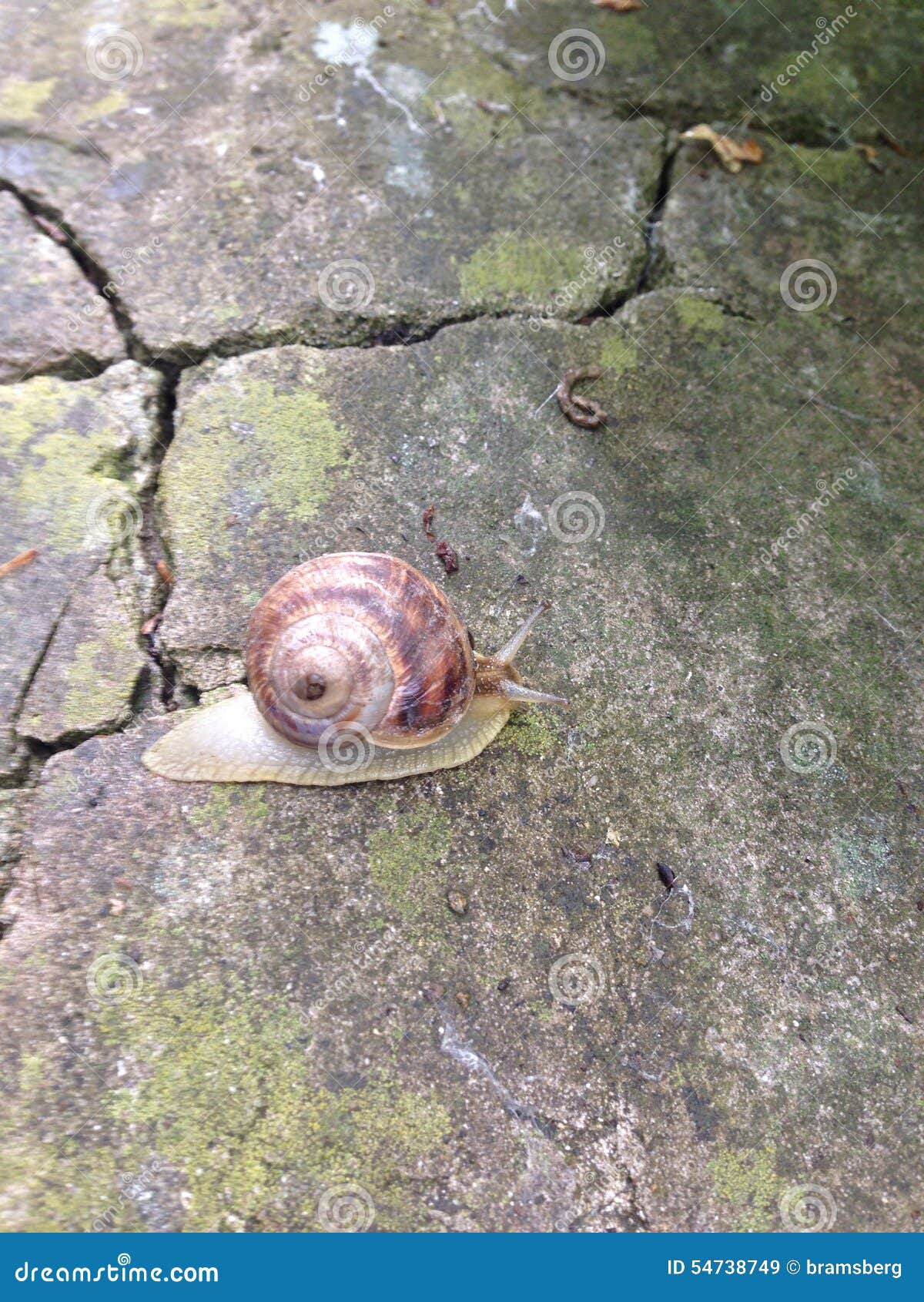 Running Slug stock image. Image of slug, crawling, stone - 54738749