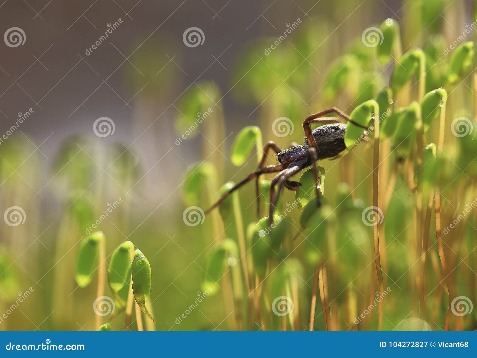 Running spider. stock image. Image of life, natural - 104272827