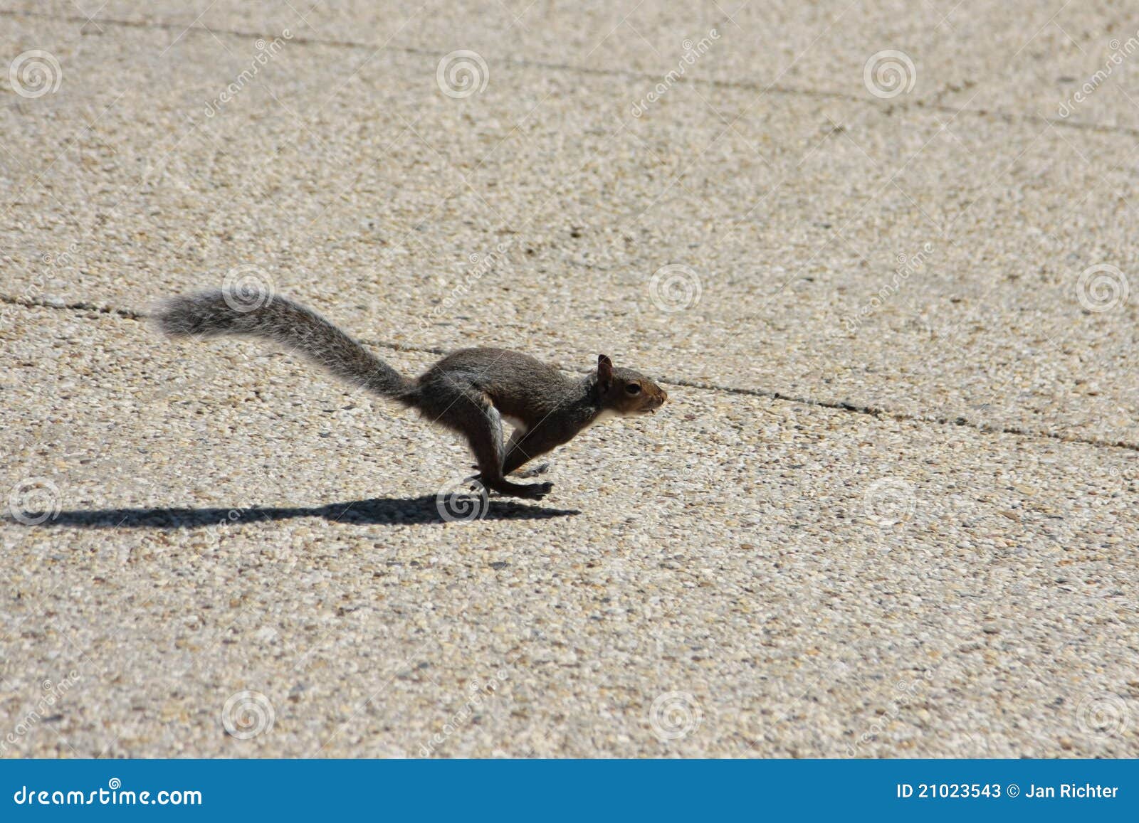 Running squirrel stock image. Image of rodent, town, animal - 21023543