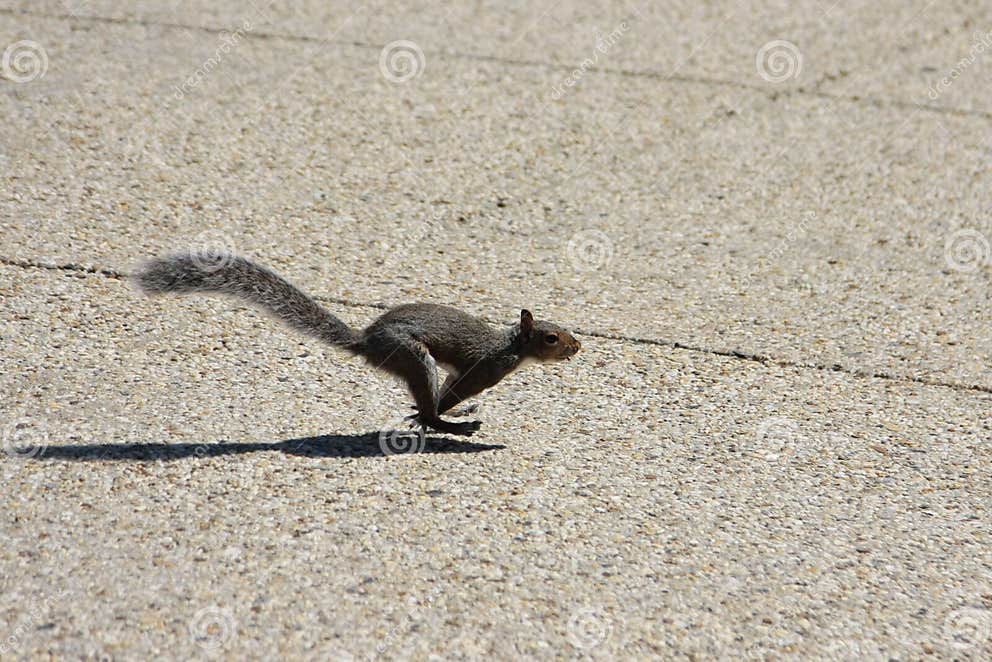 Running squirrel stock image. Image of rodent, town, animal - 21023543