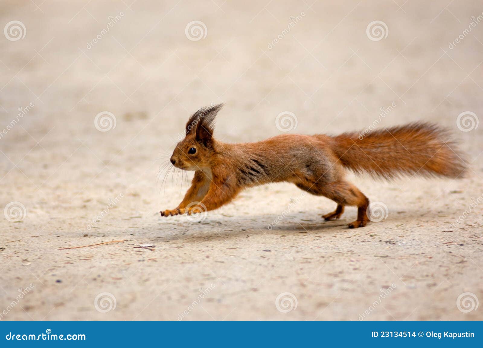 About running a squirrel stock photo. Image of motion - 23134514
