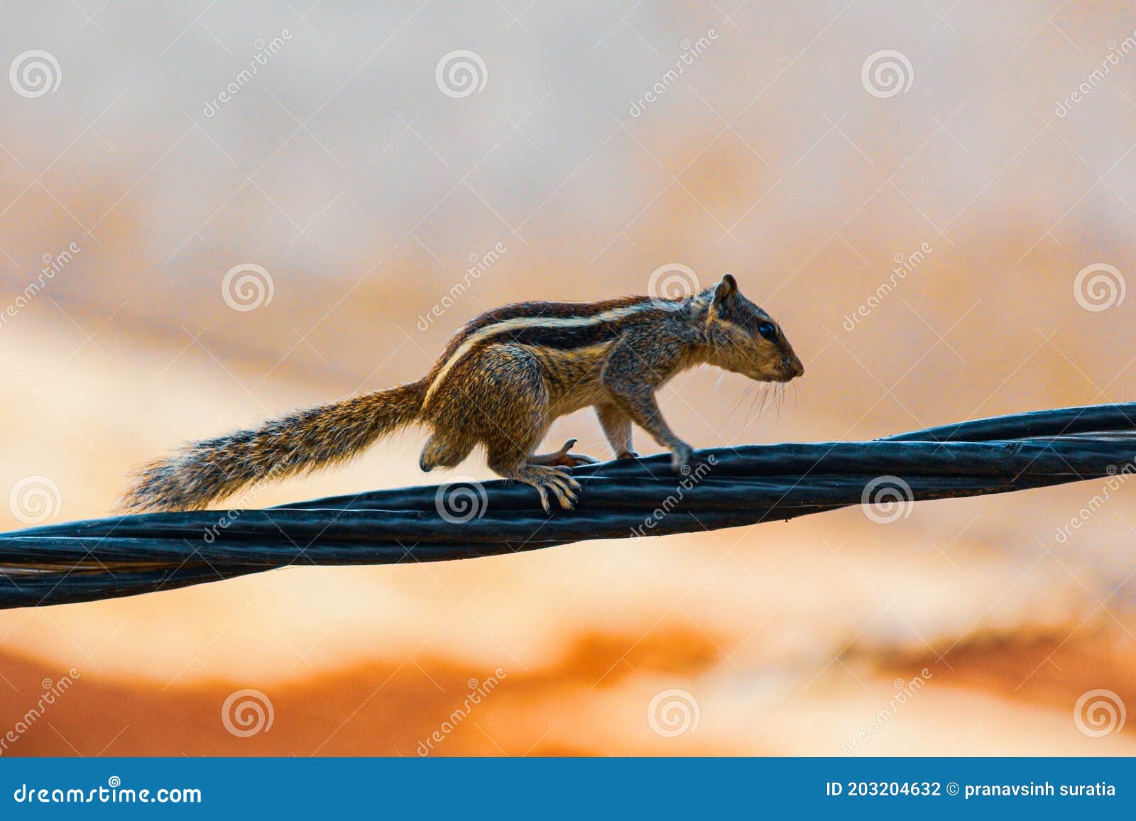 Running Squirrel Wallpaper stock photo. Image of wild - 203204632