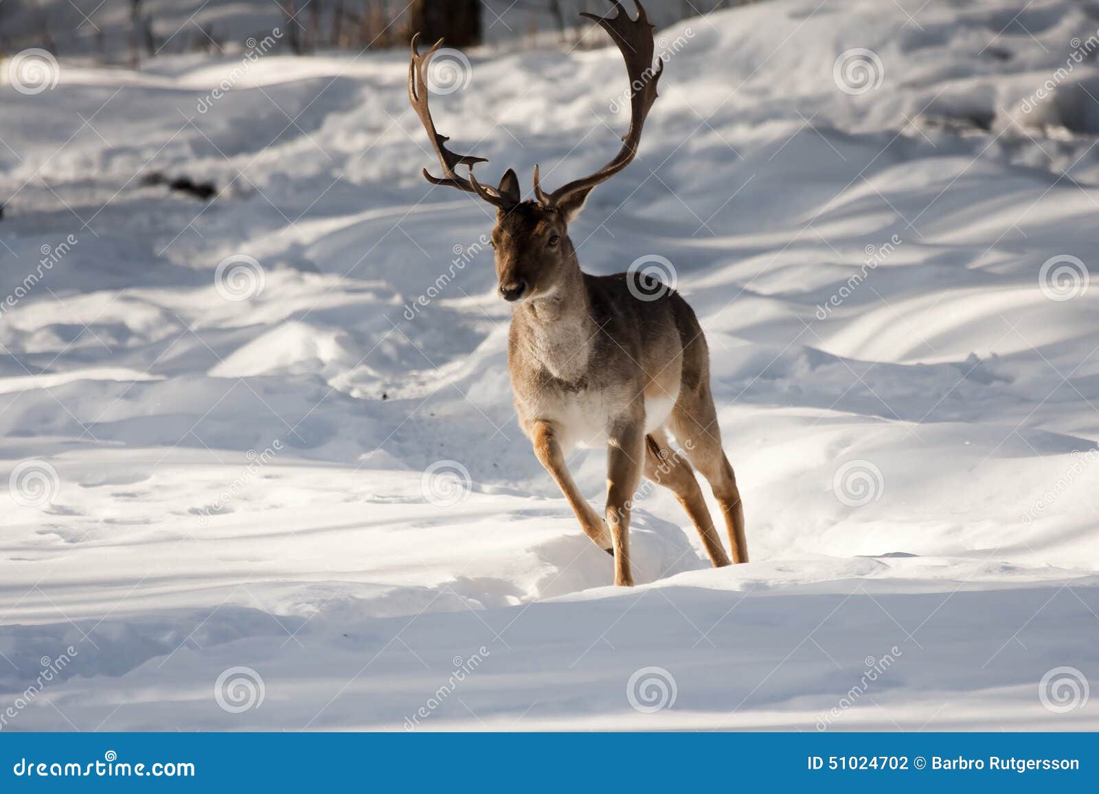 Running stag stock photo. Image of deer, male, stags - 51024702