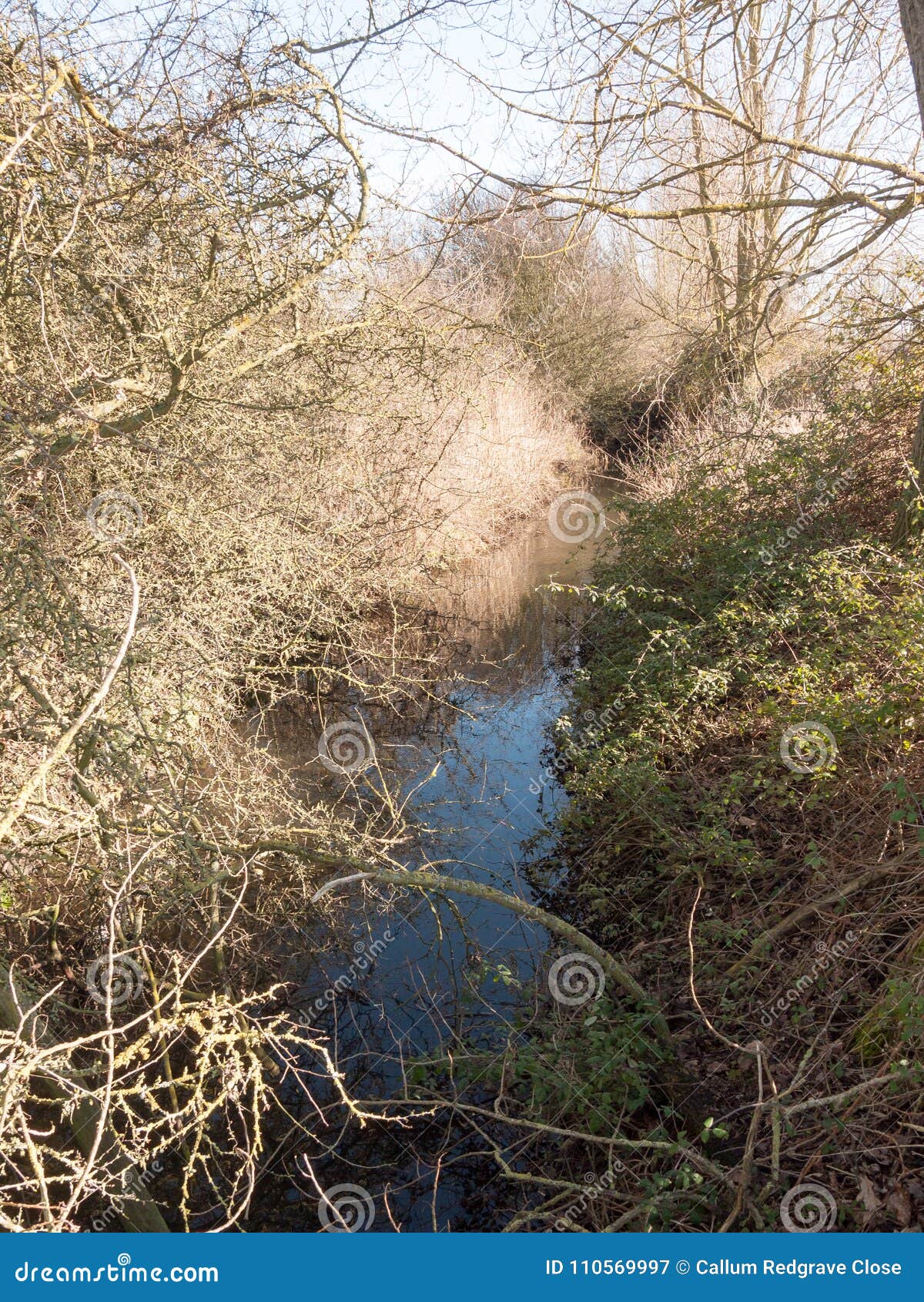 Running Stream through Countryside Below Trees To Side Bare Spring ...