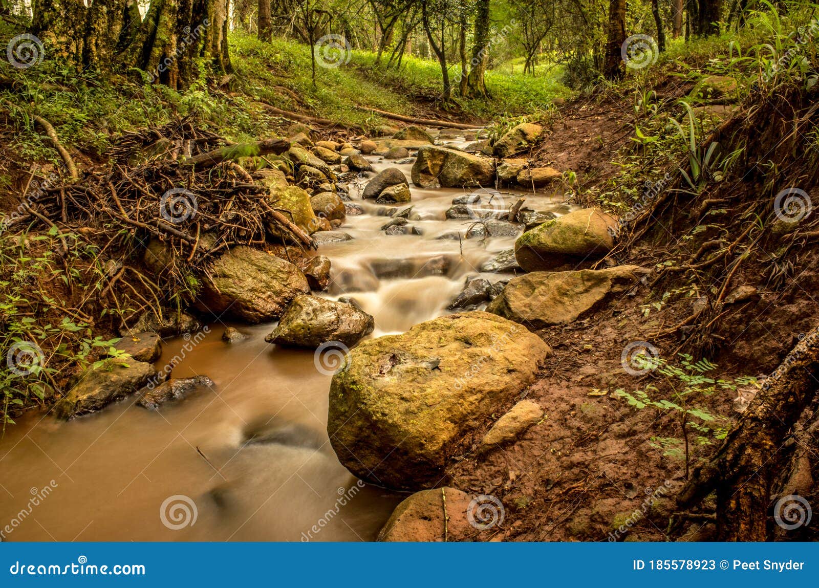 Running Stream in a Forrest with Rocks Stock Image - Image of stream ...