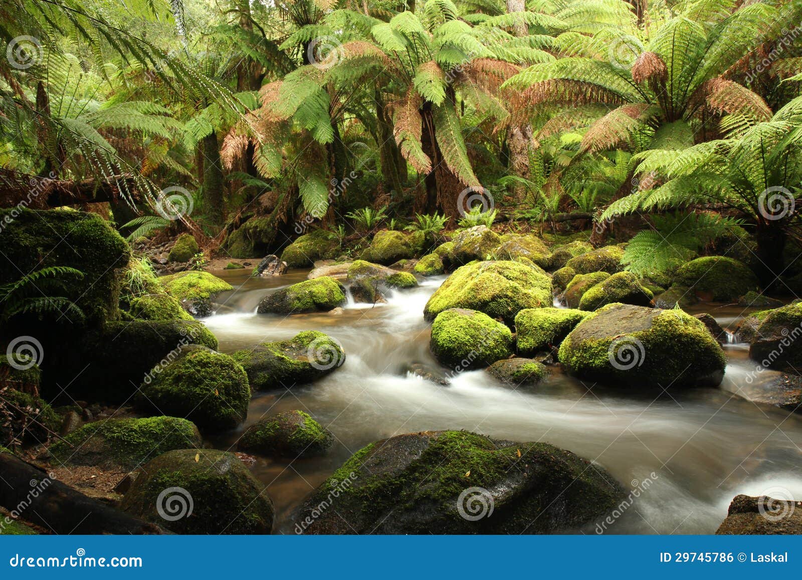 Bush stock photo. Image of river, moss, bush, fresh, fern - 29745786