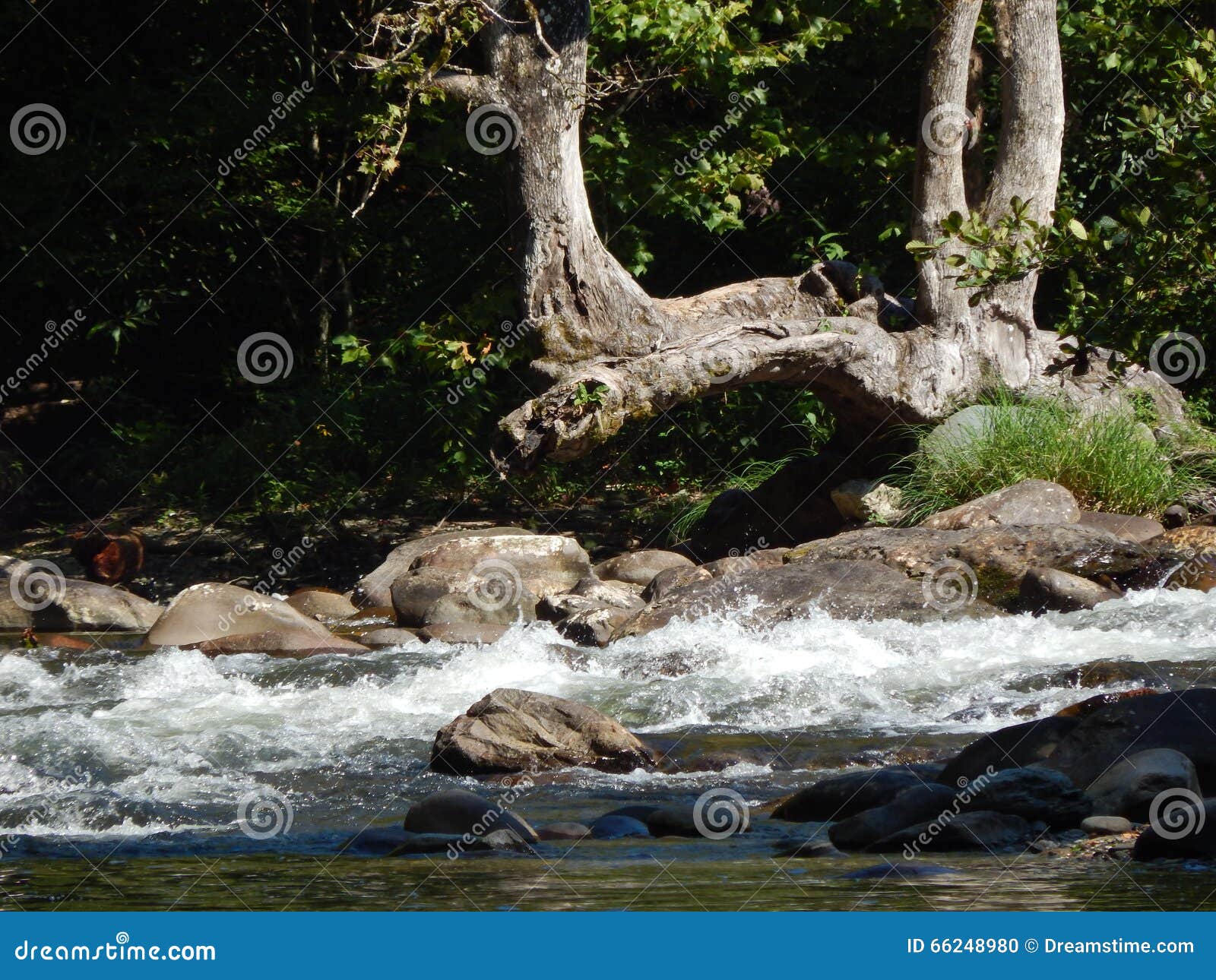 Running Stream stock photo. Image of running, peaceful - 66248980