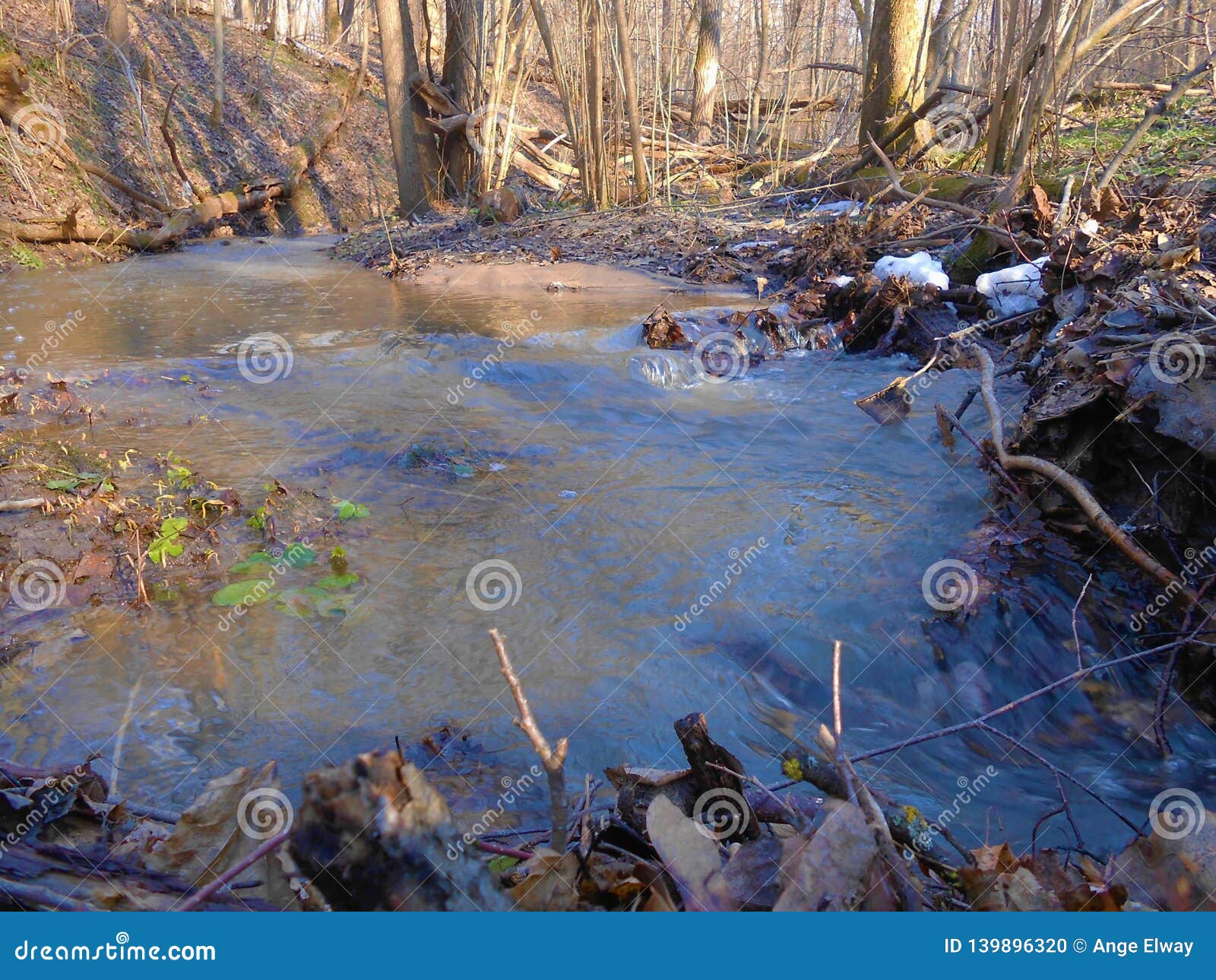 Running Stream in the Spring Forest in Sunny Clear Day. Stock Photo ...