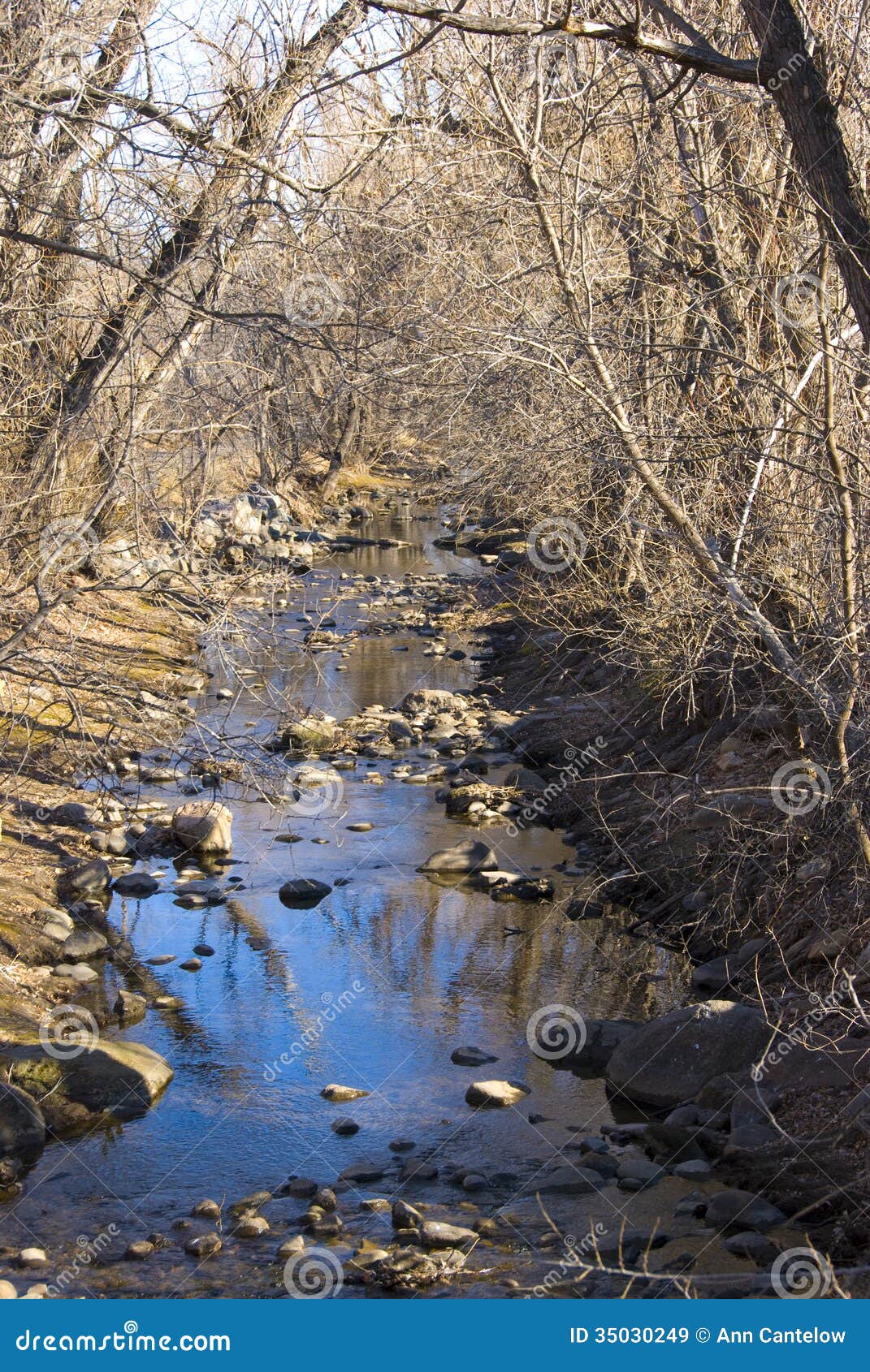 Running Stream Under Bare Trees Stock Image - Image of arch ...