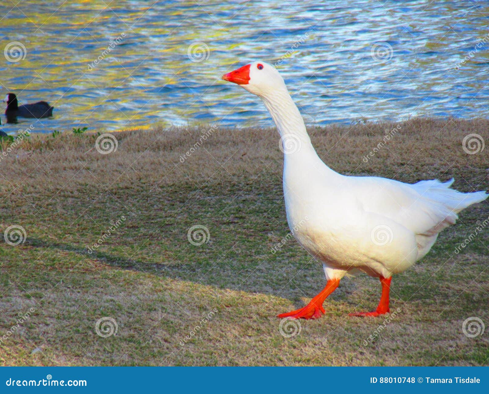 Running swan stock photo. Image of swan, outdoors, river - 88010748