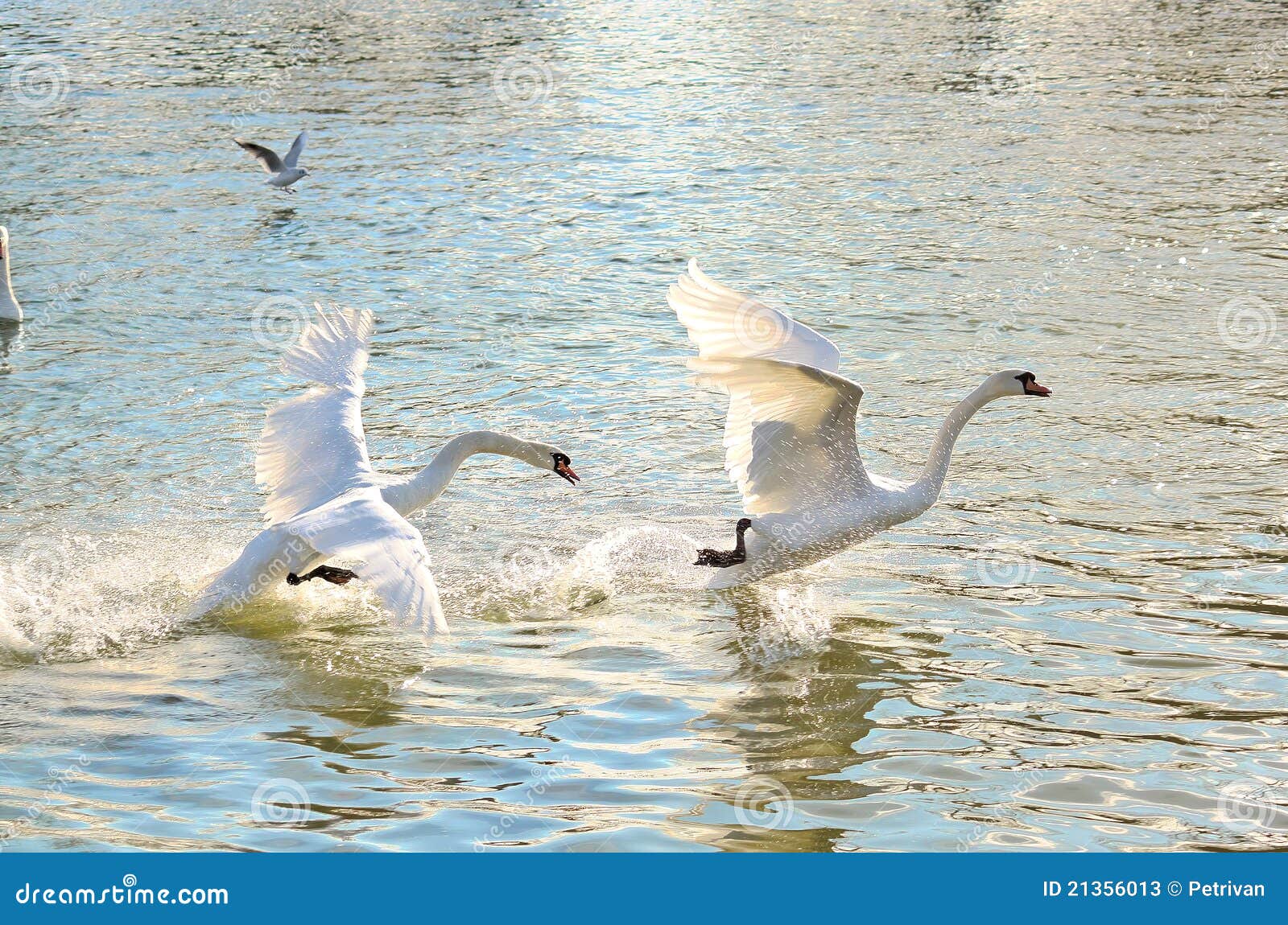 Running swans stock image. Image of park, angry, running - 21356013