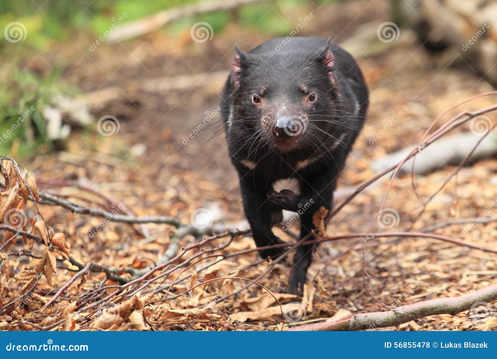 Running tasmanian devil stock photo. Image of sarcophilus - 56855478