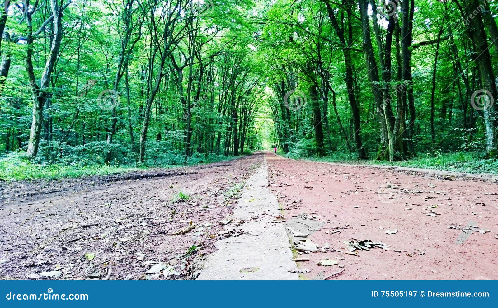 Running track stock image. Image of forest, running, fitness - 75505197