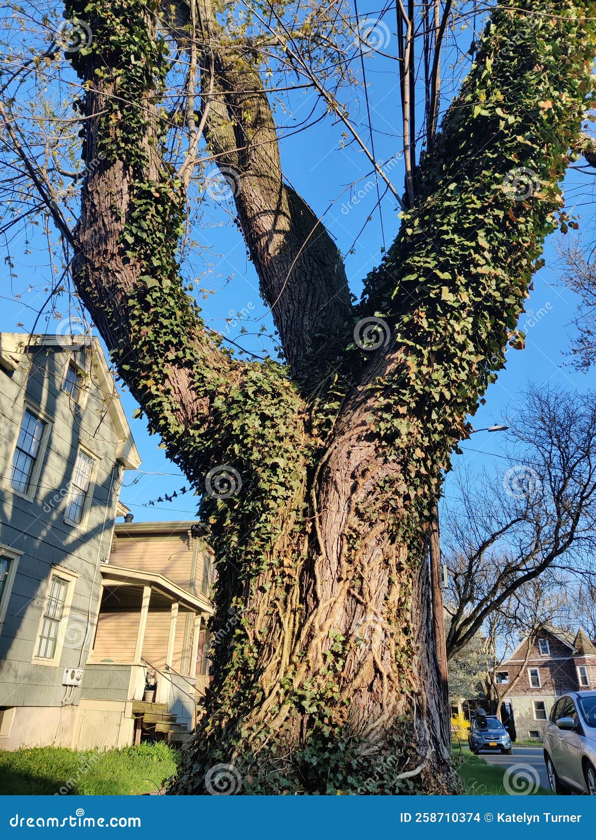 The running tree stock photo. Image of nature, house - 258710374