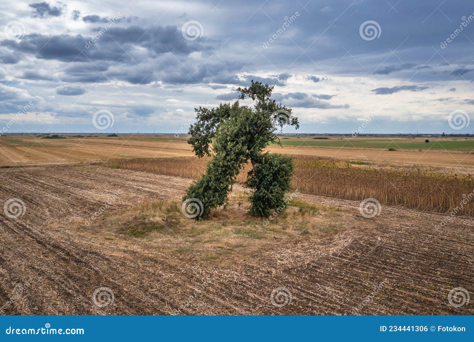 Running Tree in Bulgaria stock photo. Image of europe - 234441306