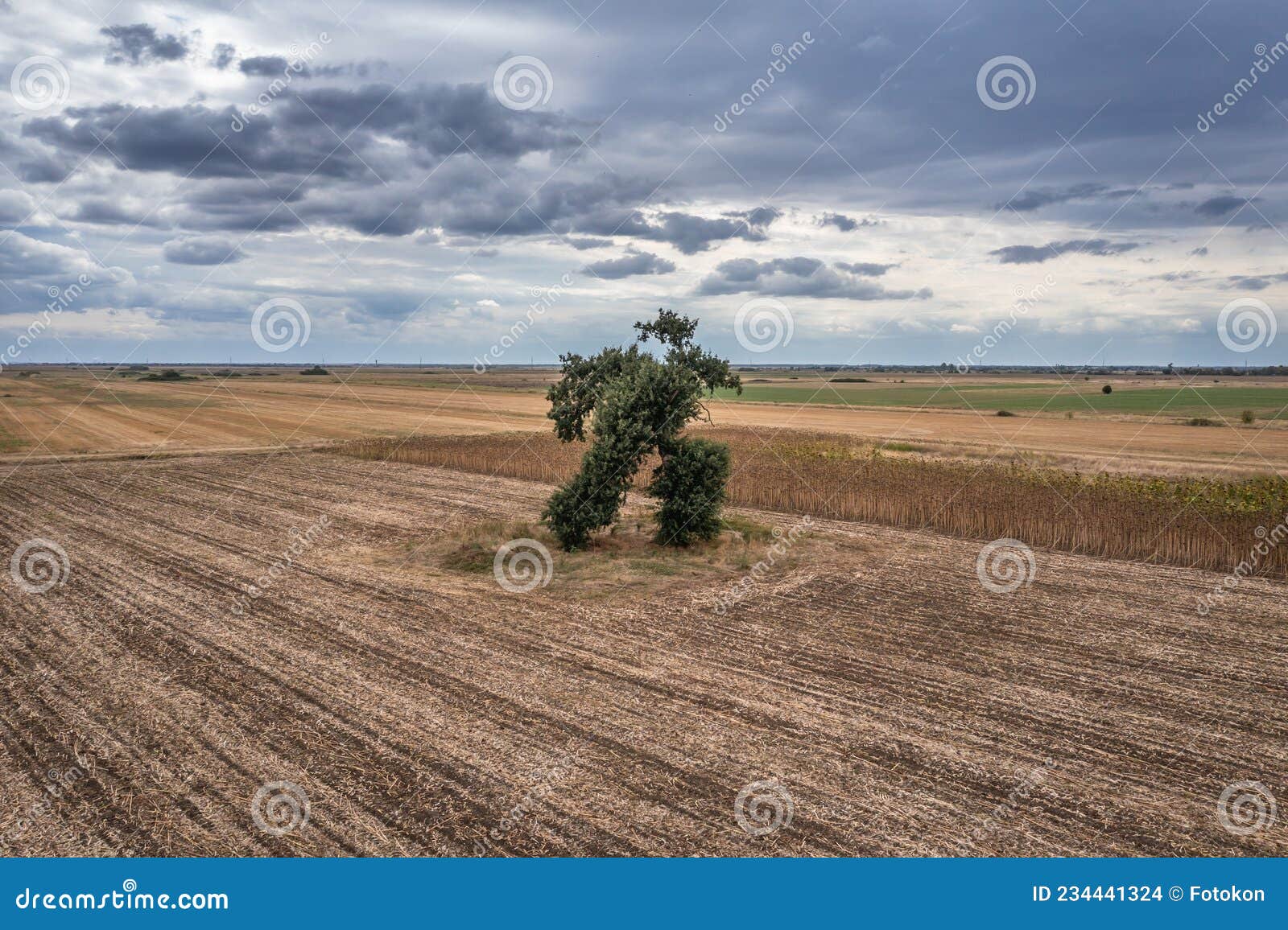 Running Tree in Bulgaria stock photo. Image of running - 234441324