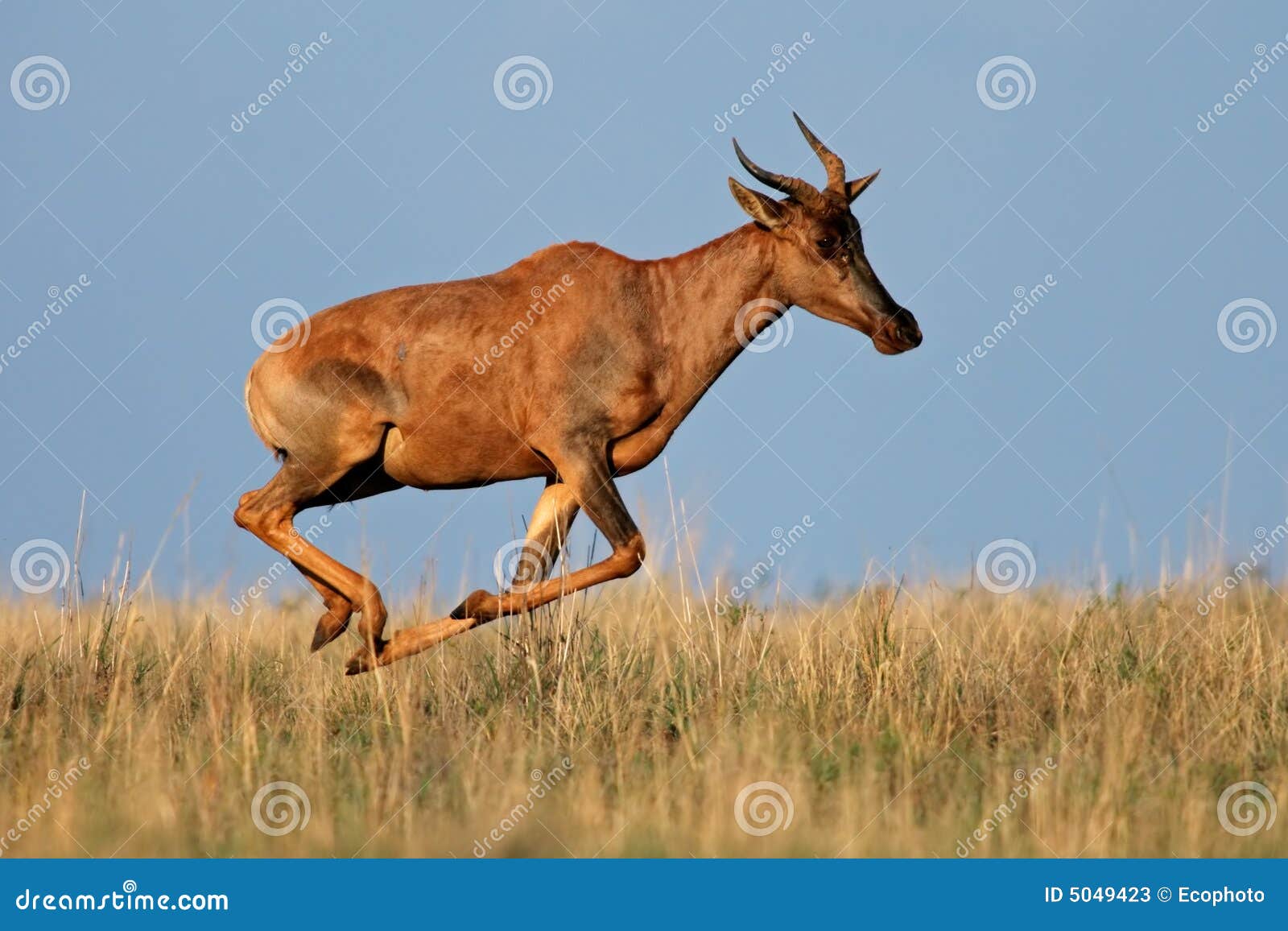 Running Tsessebe antelope stock image. Image of habitat - 5049423