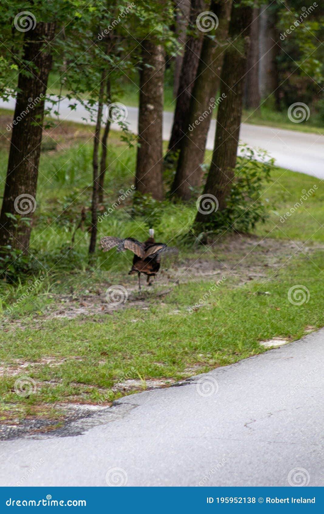 Turkey Running Away stock photo. Image of away, funny - 195952138